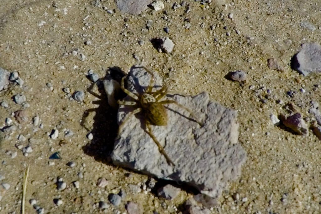 Day 15: Even spiders have a right to live—so I’ve been told — ALEX ...